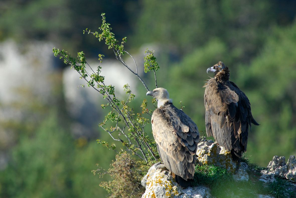 Le retour des vautours en France – Le Zéphyr