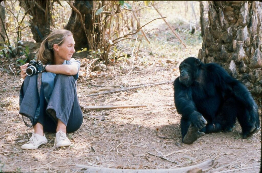 Hommage à Jane Goodall – Le Zéphyr