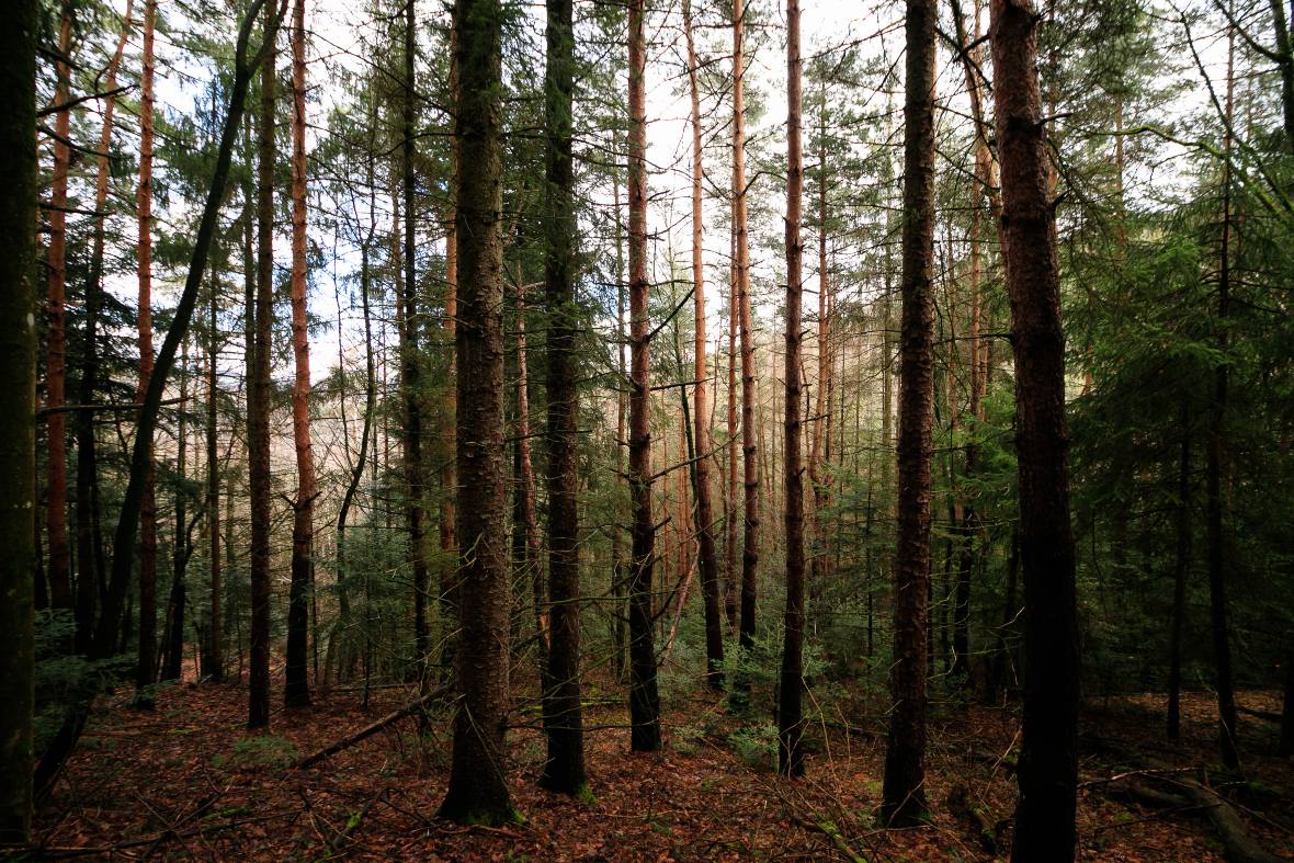 "On veut des havres de paix pour la biodiversité dans nos forêts" : le ...